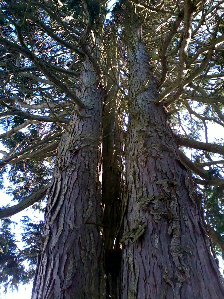 Trinity Tree at Tynet (Photo by Arvydas Martikonis) – St Peter's ...